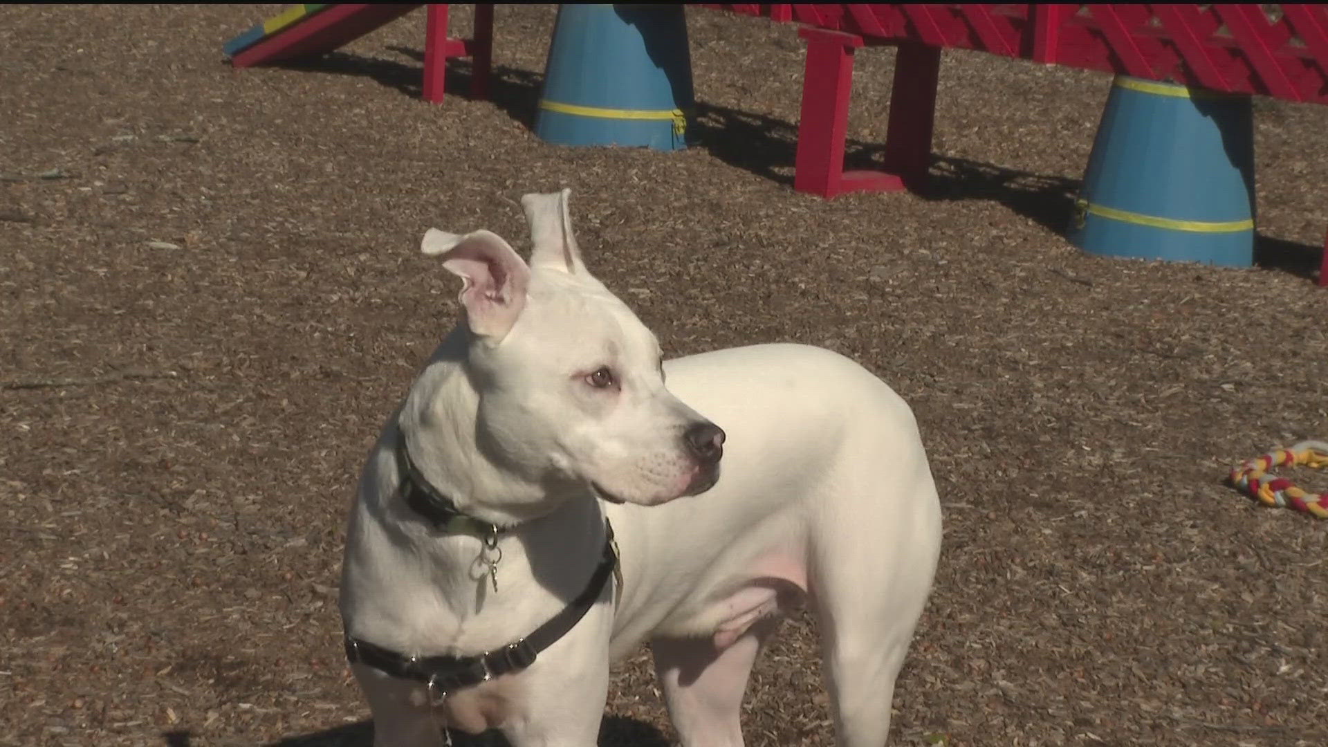 A puppy pulled from a house fire finds family again with the ...
