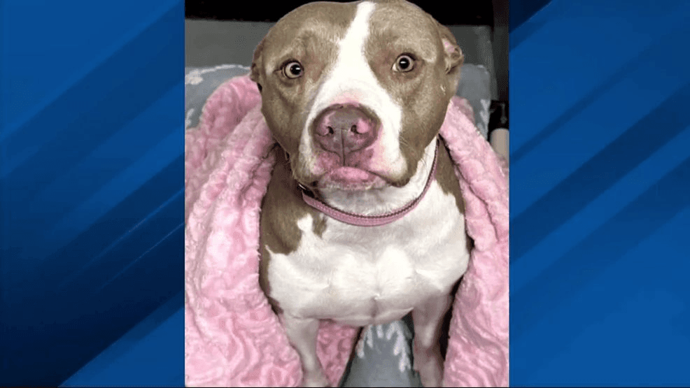 Ausable Valley Animal Shelter overwhelmed by community's blanket ...