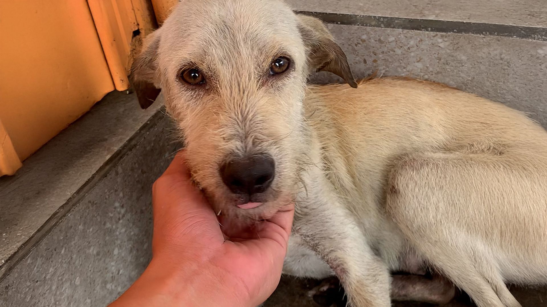 Man goes back for family of dogs during flood