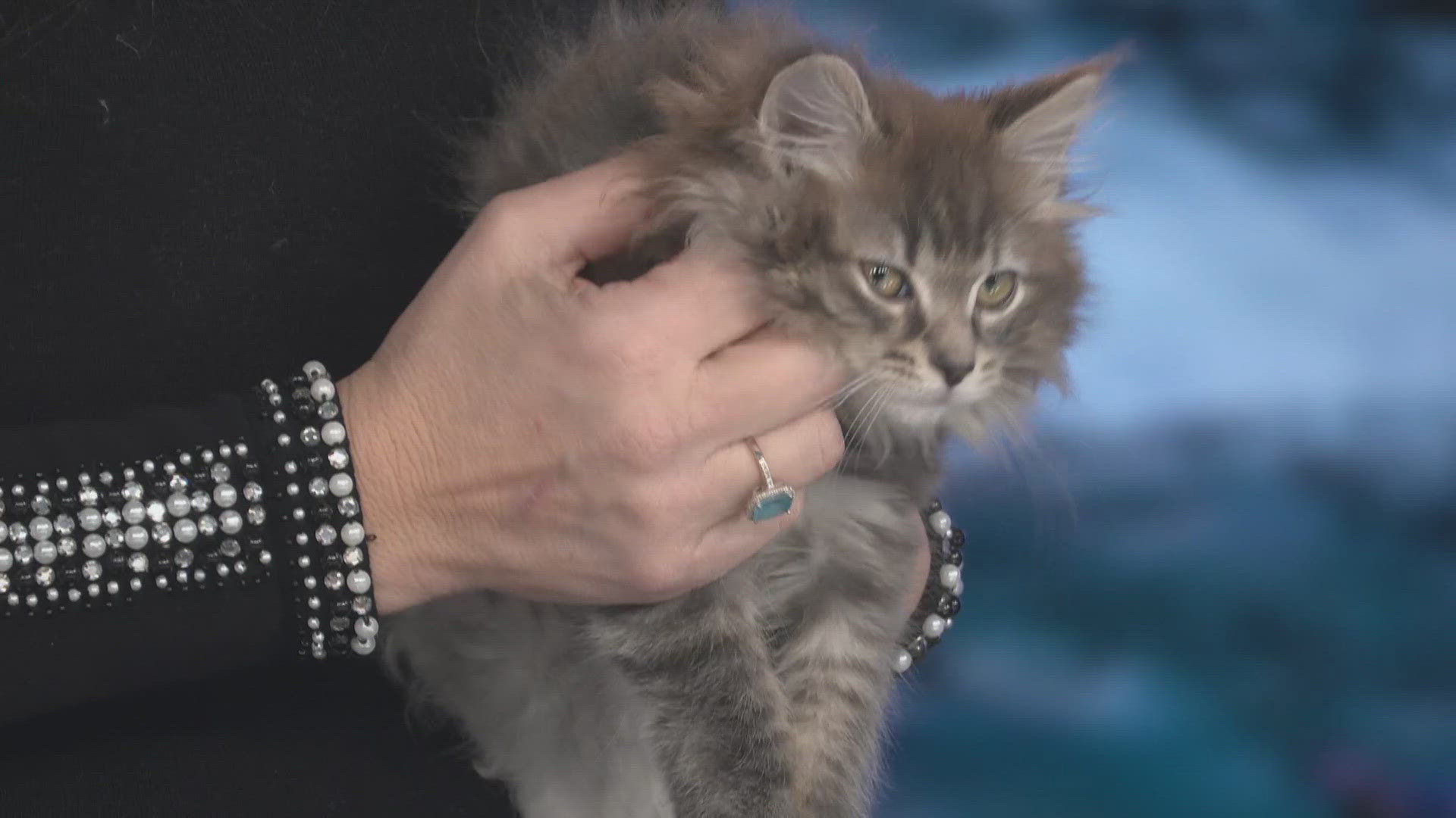 Pick of the litter: Meet Ozzie, a cute kitty available for adoption!