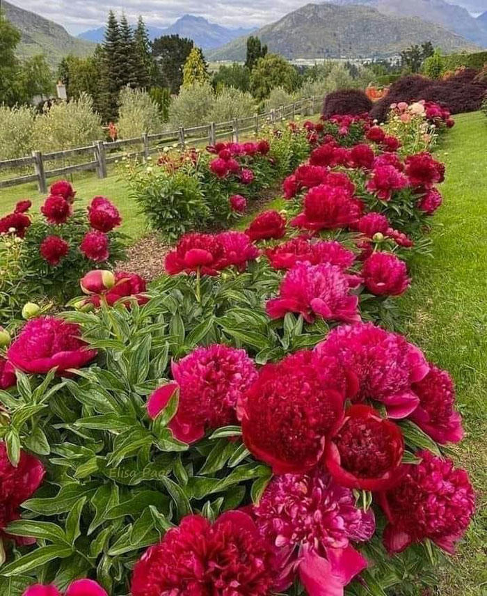 40 creative gardening examples people shared on a Facebook group