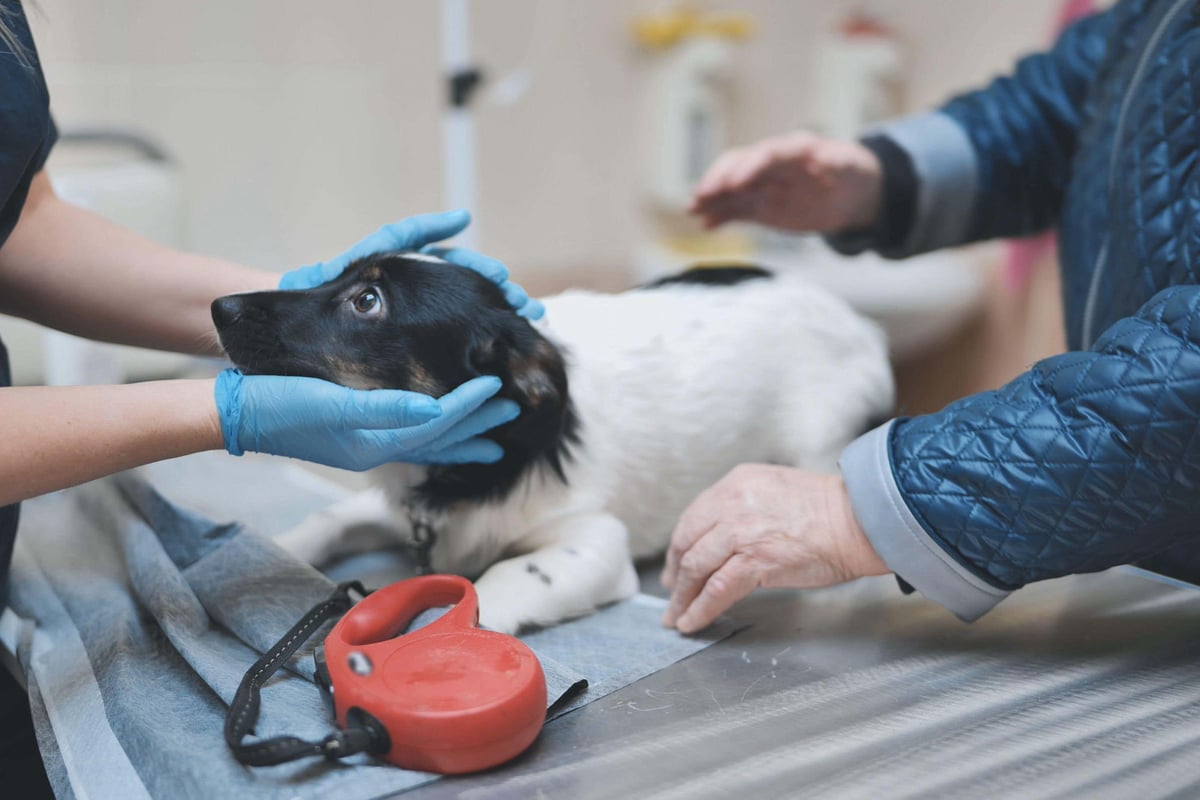 Vets will have to publish price lists under reforms to improve ...