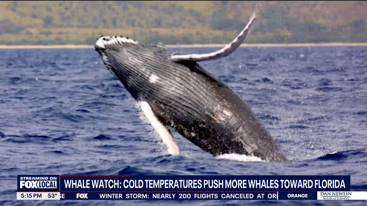 Whales seek warmer waters as Florida experiences cold snap