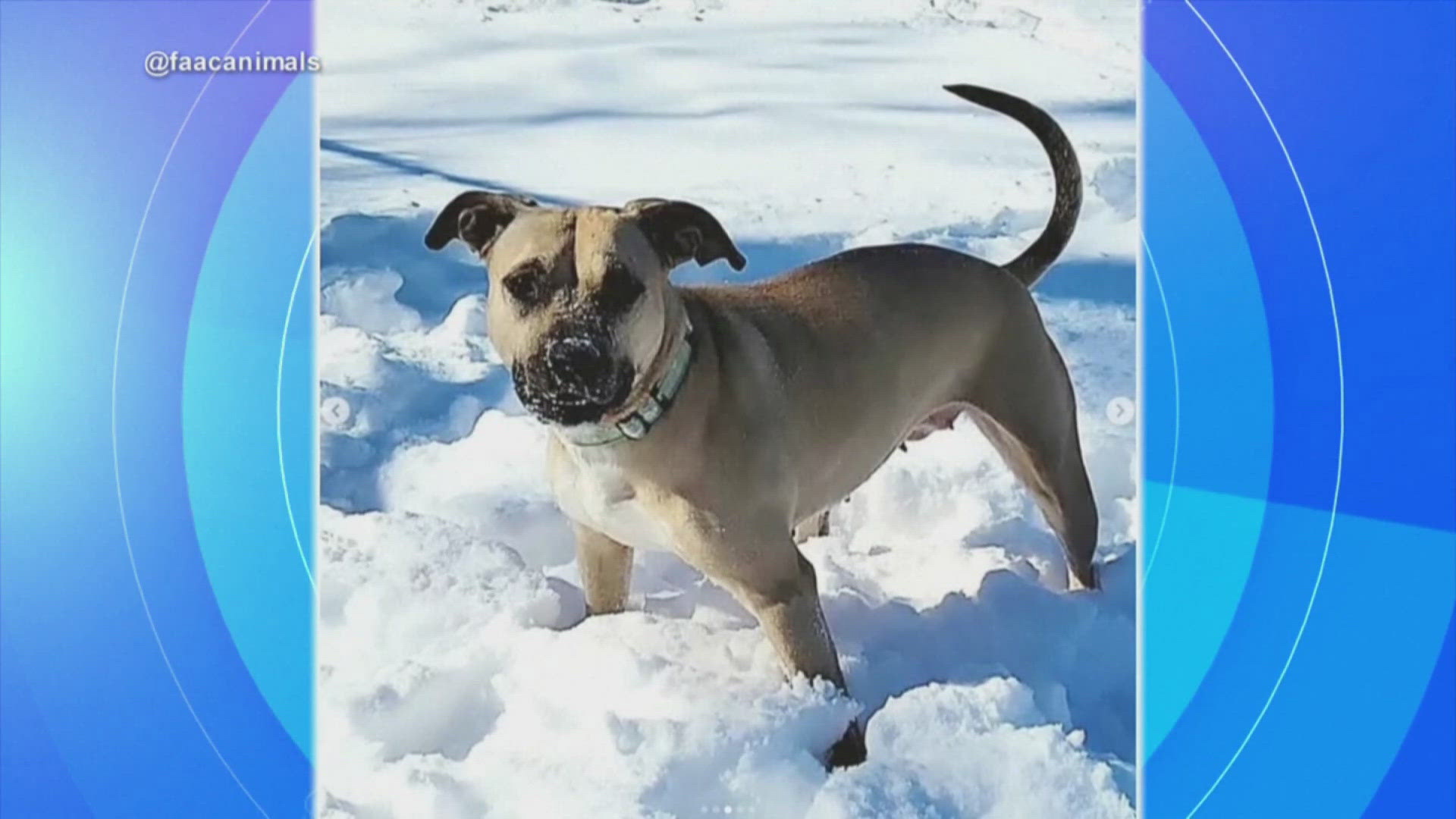 Maryland volunteer walks shelter dogs daily, even through nearly a foot ...