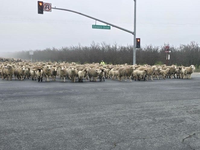 Dozens of sheep take over road in NorCal, stopping traffic