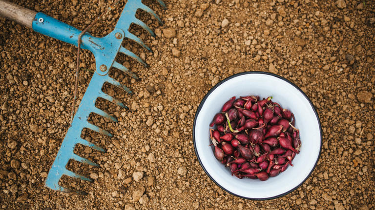 Don't Throw Out An Old Rake – Turn It Into A Unique Feeder Birds Will Love