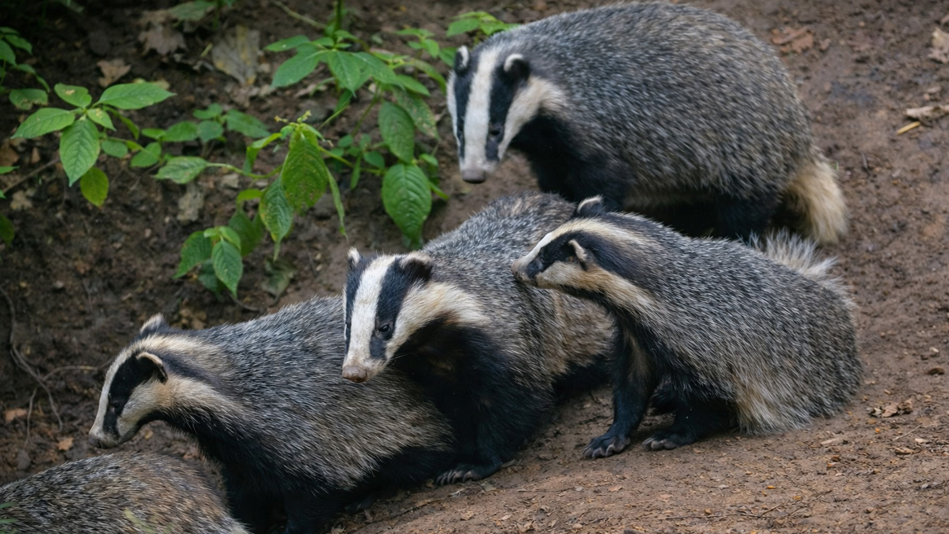 I didn’t expect to see so many badgers together
