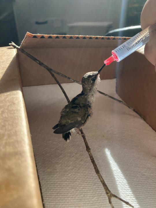 Orange Beach Wildlife Facility expands to protect native species