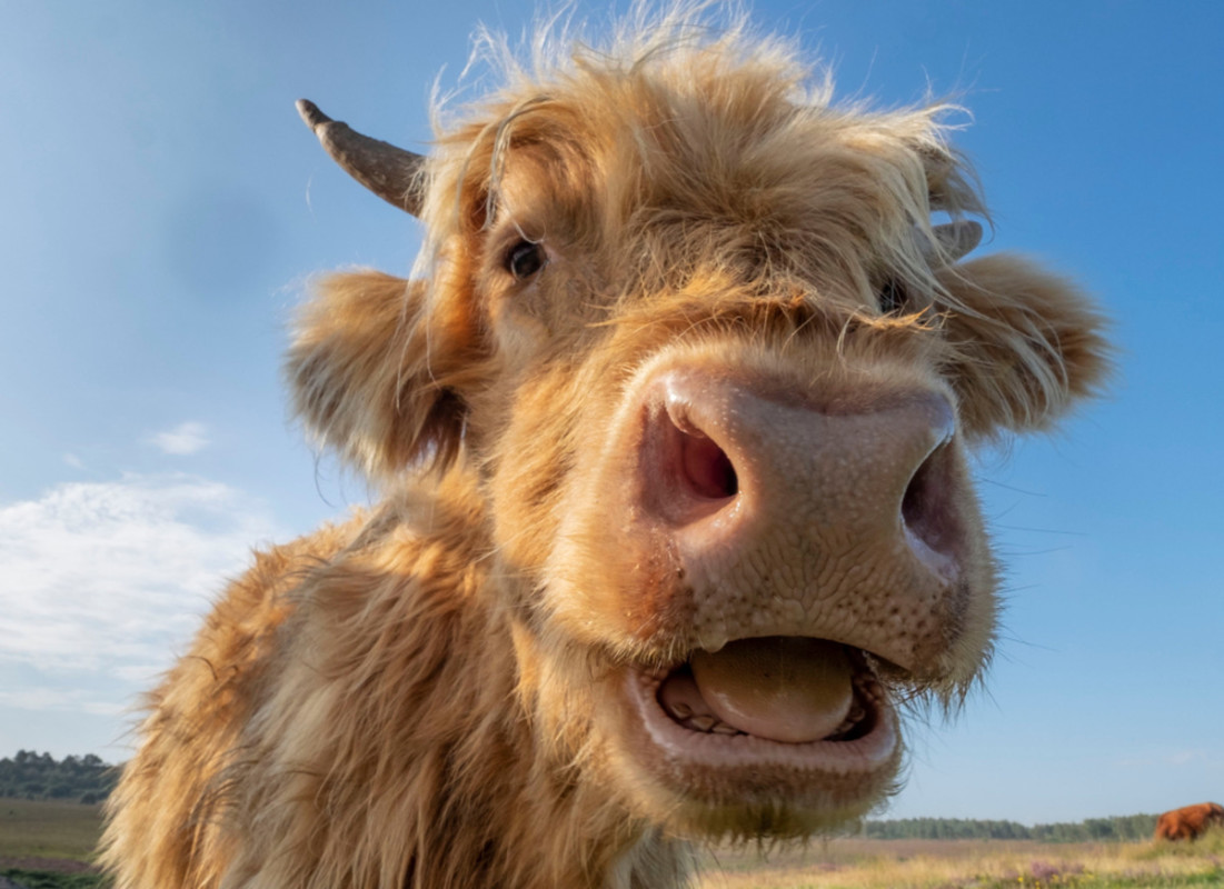 Spider the cow hilariously reacts to his favorite scratching post!