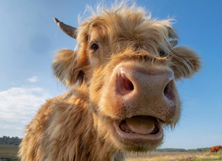 Spider the cow hilariously reacts to his favorite scratching post!