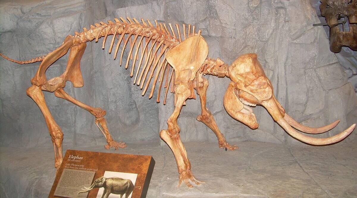 How misidentified animals inspired legendary creatures