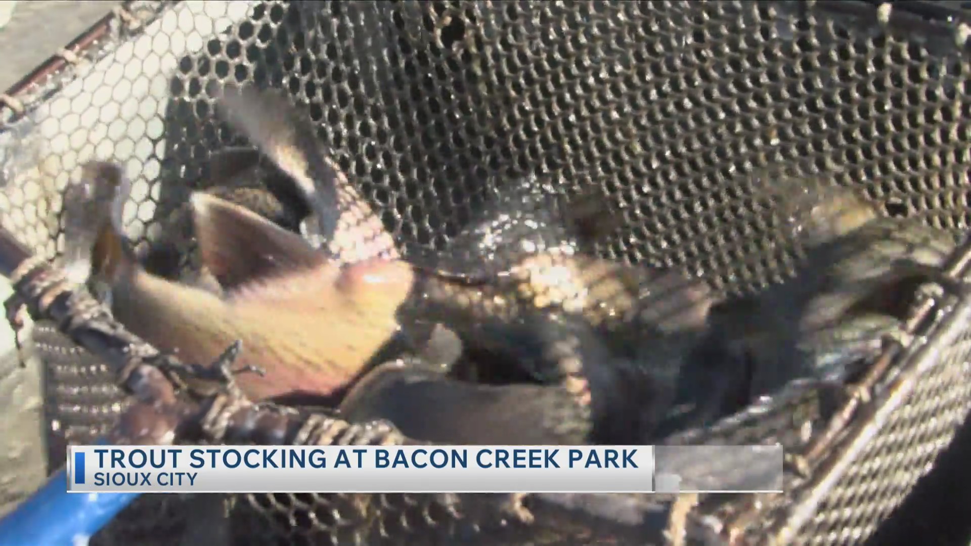 Trout stocking at Bacon Creek Park