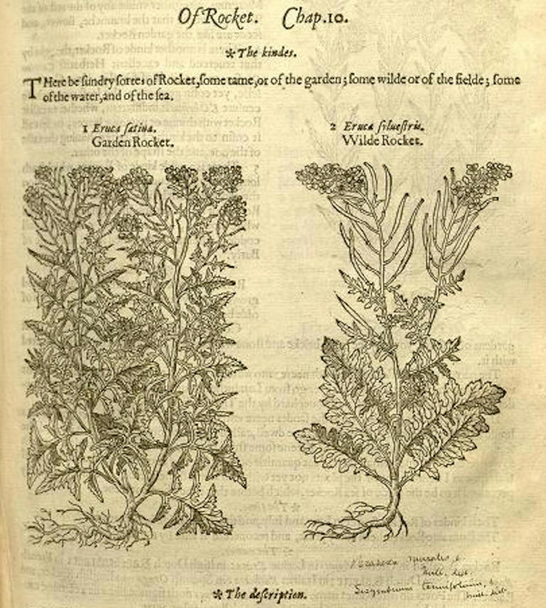 Rocket or arugula? How a salad vegetable mapped the Italian diaspora