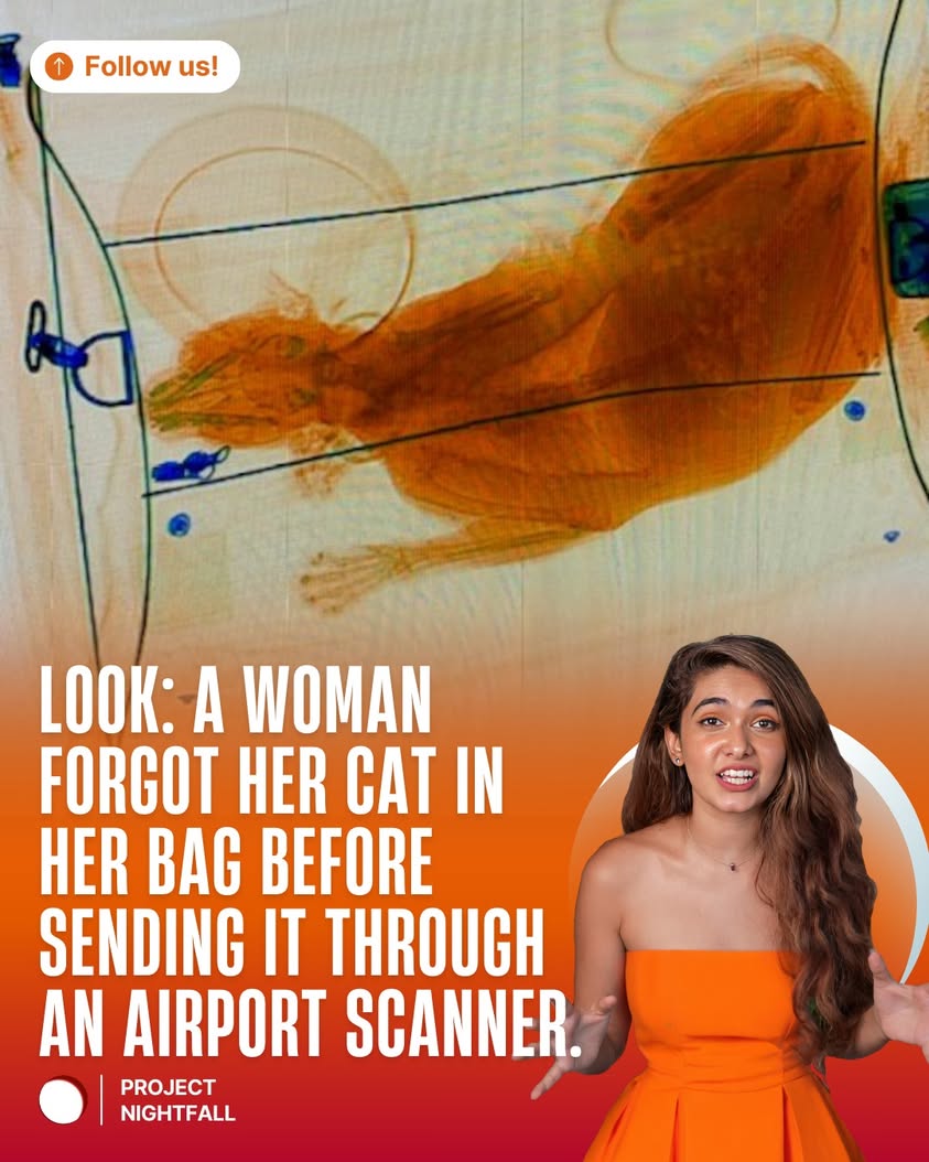 It was a “cat-astrophic mistake,” but the message was serious. This ...