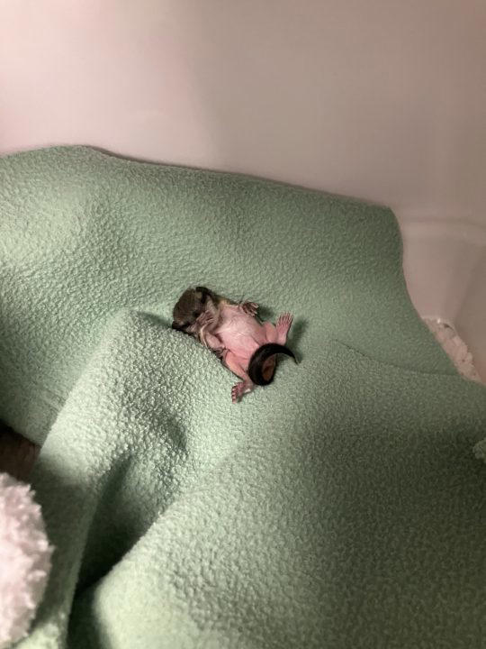 Orange Beach Wildlife Facility expands to protect native species