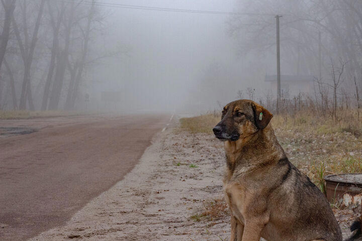 Abandoned dogs of Chernobyl have an unusually blue hue
