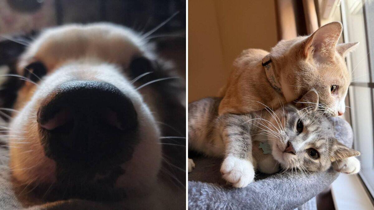 30 Hilarious Photos of Animals Getting Into Mischief