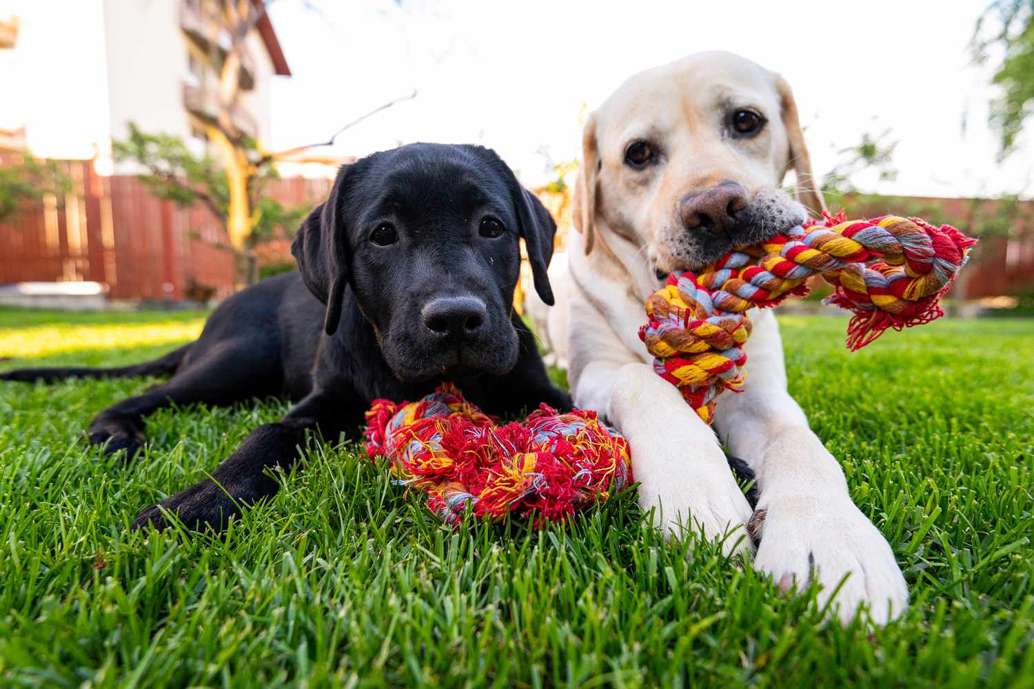 Neighbor’s dog stops by every day to ask if couple's pup can come out ...