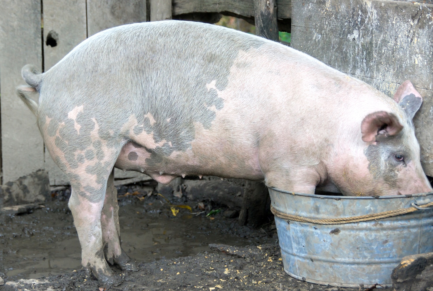 Oversight decreases for NC CAFOs in 2026