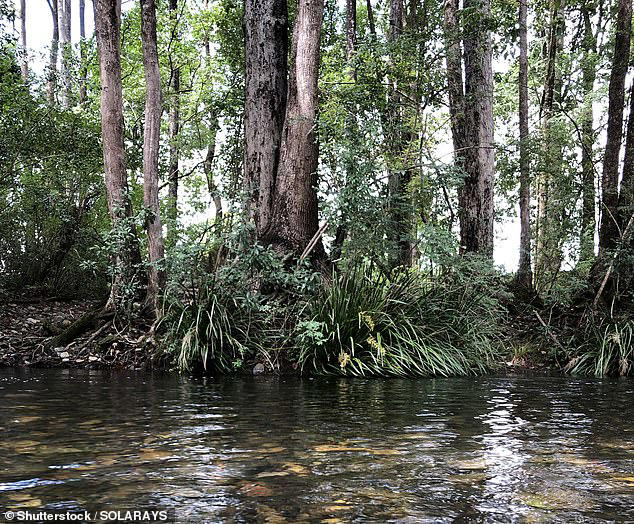Two young men who drowned in Australia Day long weekend tragedy are ...