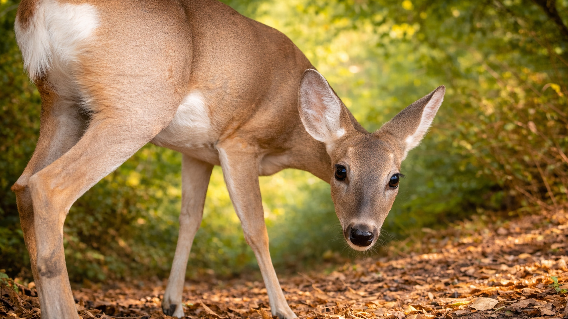 What happened when I left a camera trap for 7 days