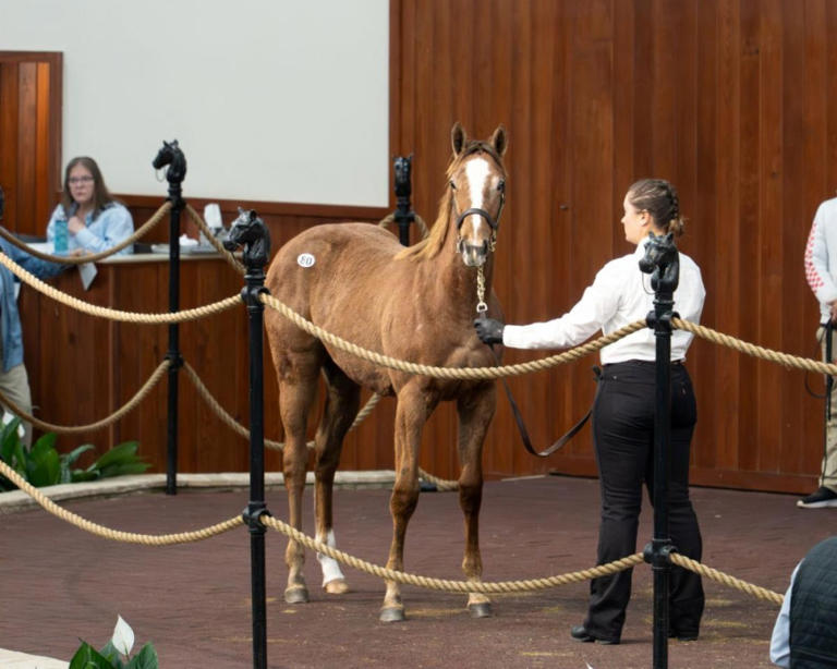 Daughter of Taiba tops OBS January Winter Mixed Sale, leads banner day ...