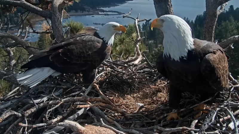 America's most famous eagles welcome two eggs to the nest