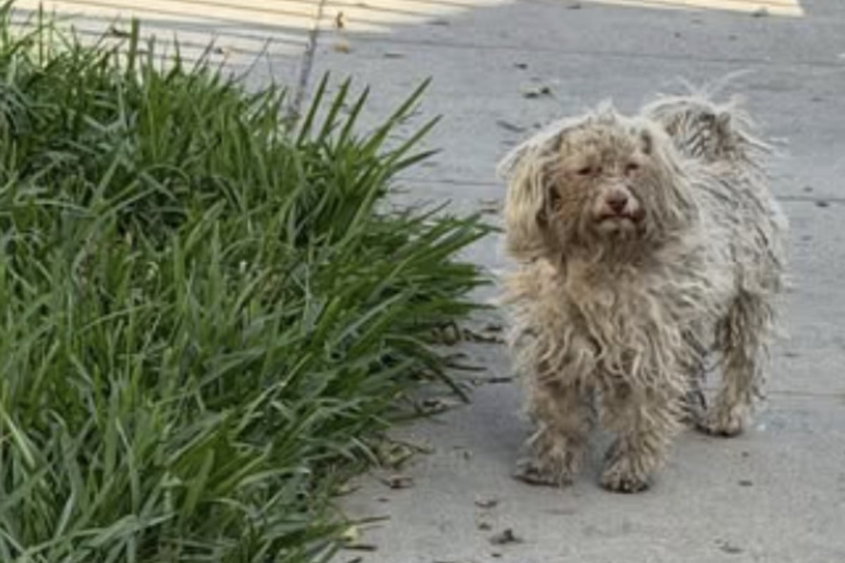 Abandoned dog finally finds a friend – what happens next breaks so many ...