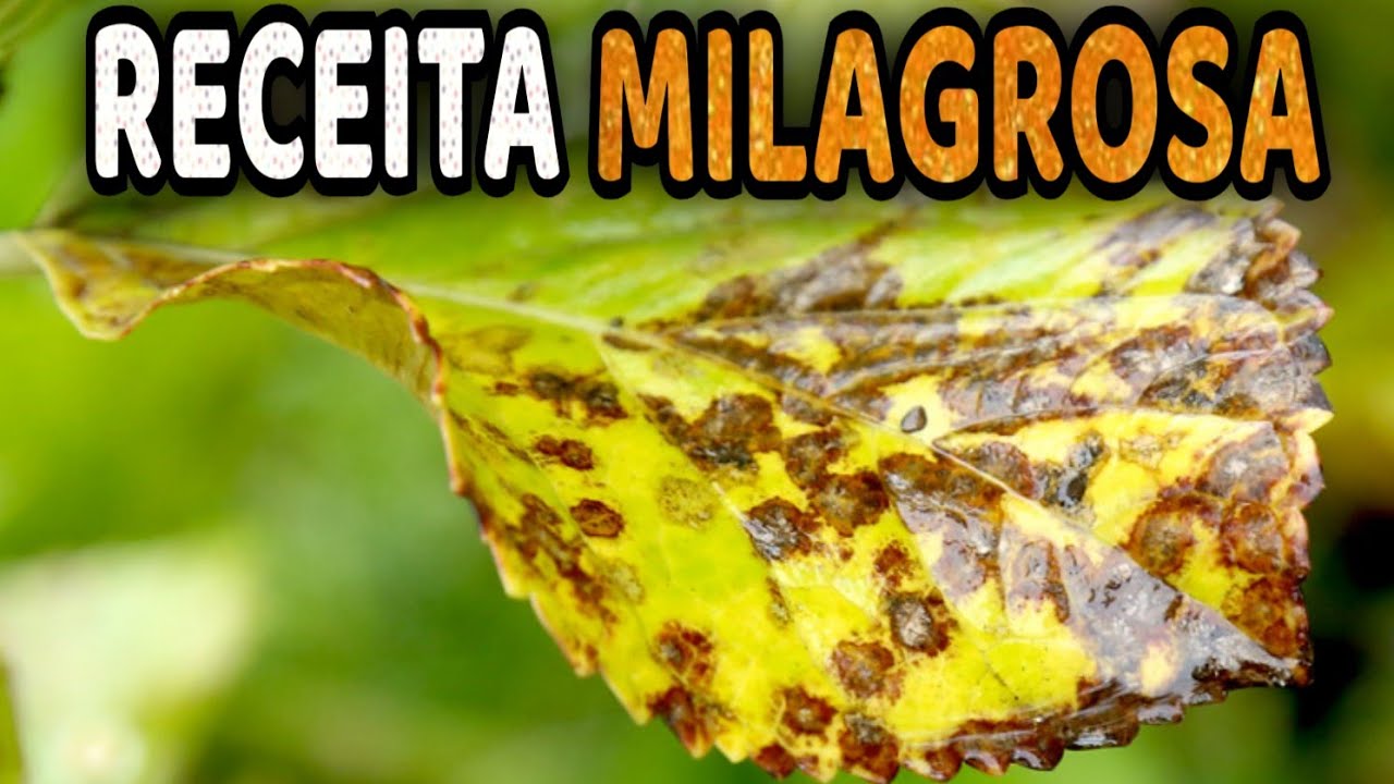 Como eliminar ferrugem das plantas de forma orgânica - ferrugem nunca mais