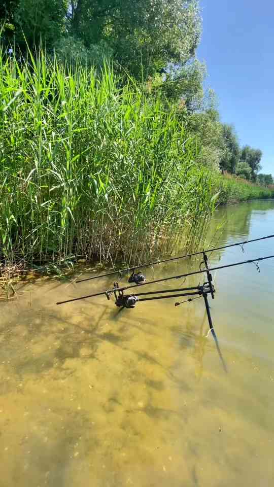 Ultimate carp fishing moments – reel in the big ones
