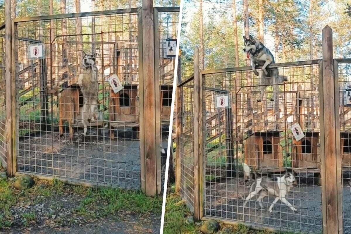 Dog goes full-on Spider-Man in shocking viral video: "Our little ninja"