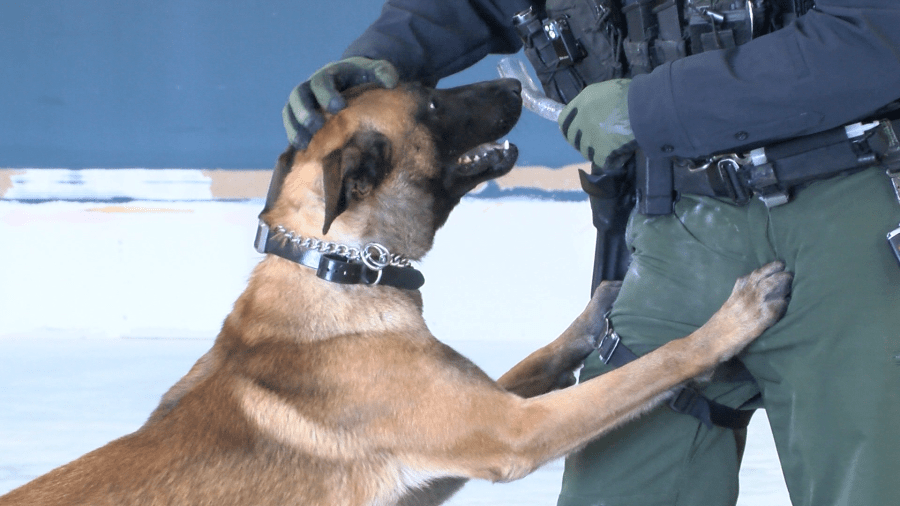 Sedgwick County K9s train weekly to stay street‑ready