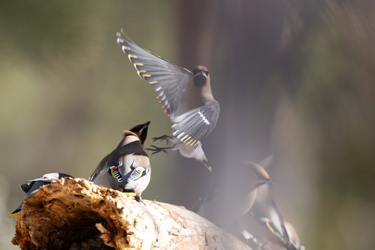 Finnish birdwatchers' app data fuel world's most accurate model for ...
