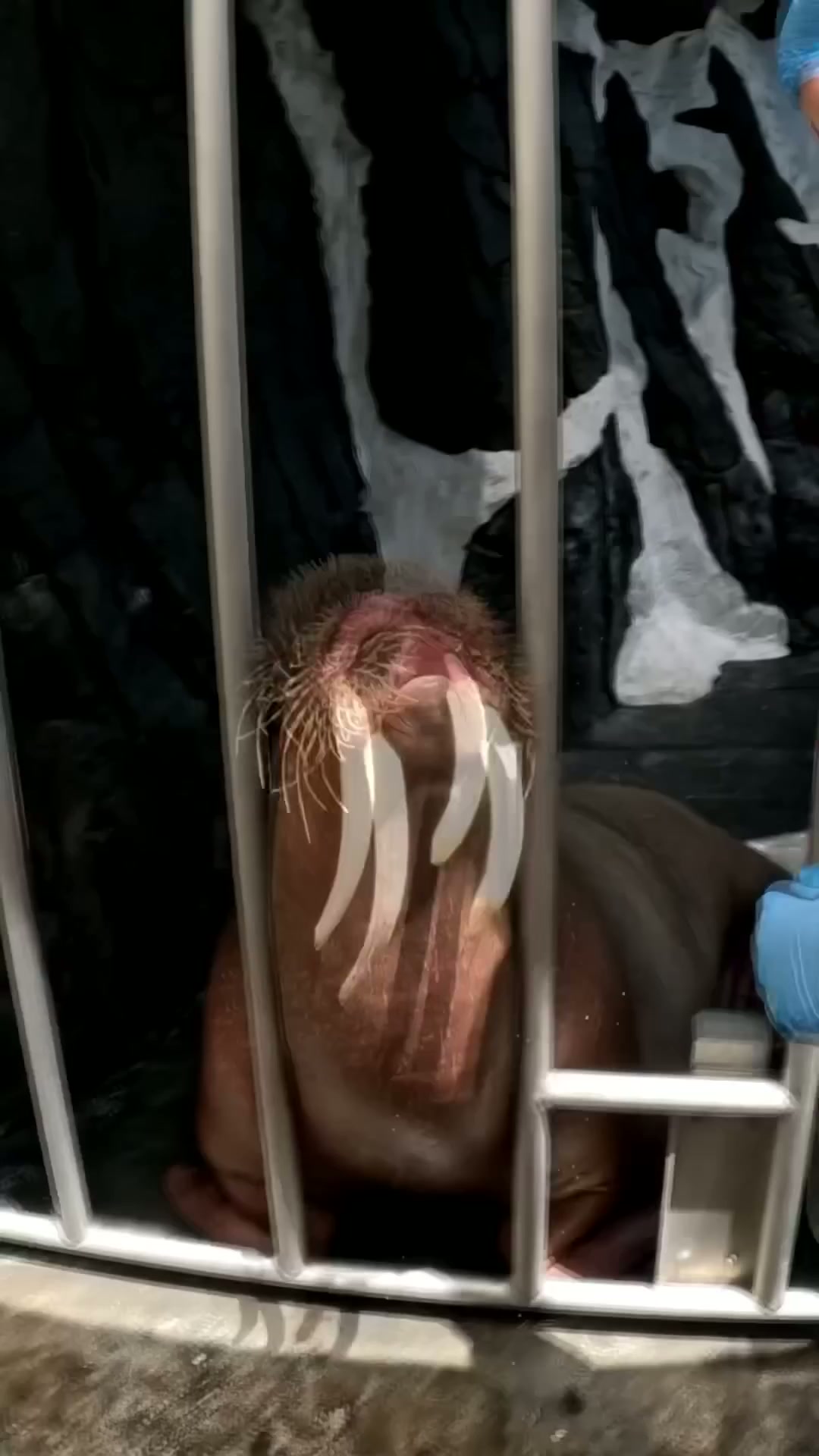 The scariest noise I've ever heard #shorts