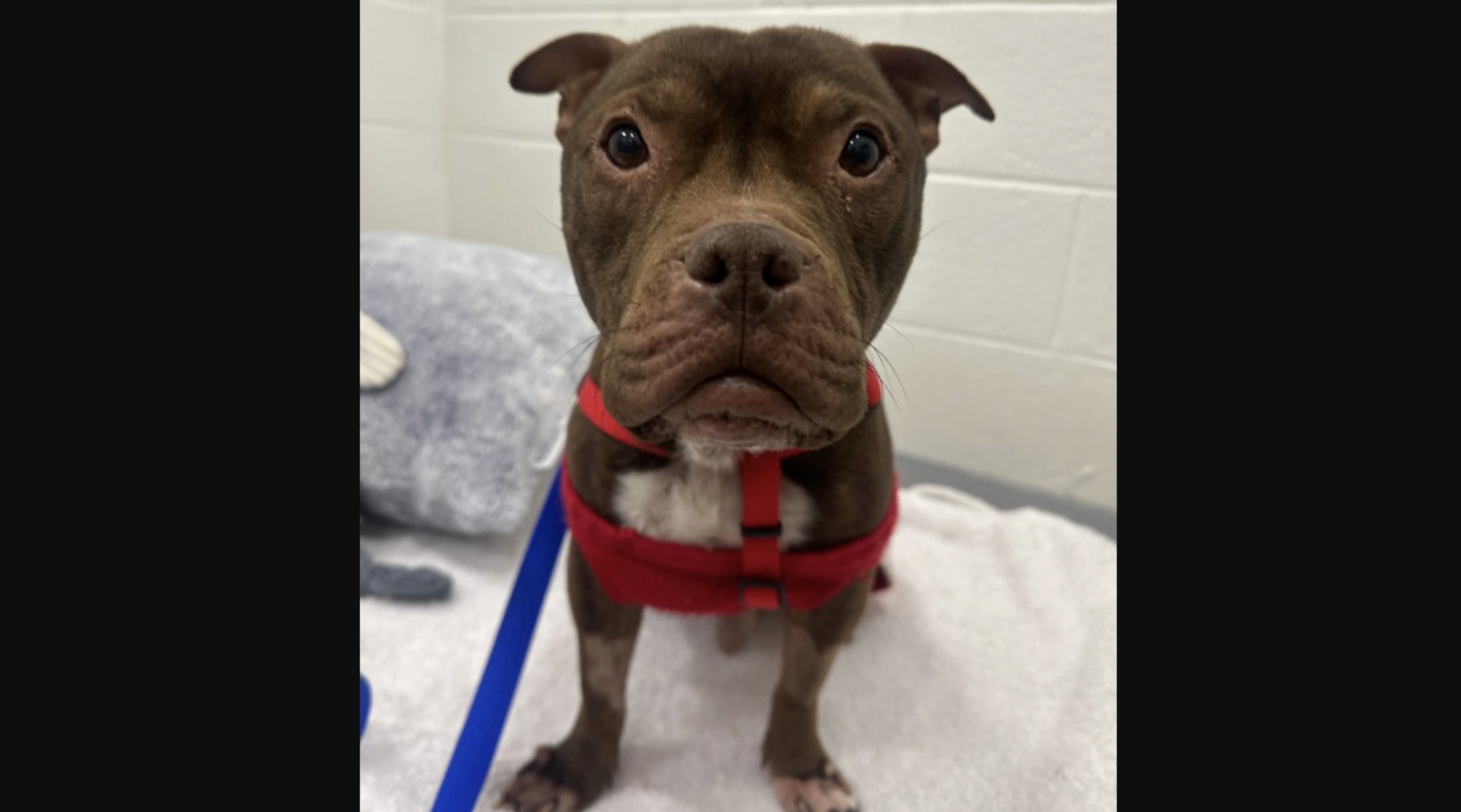 Severely malnourished stray dog makes miraculous recovery after ...