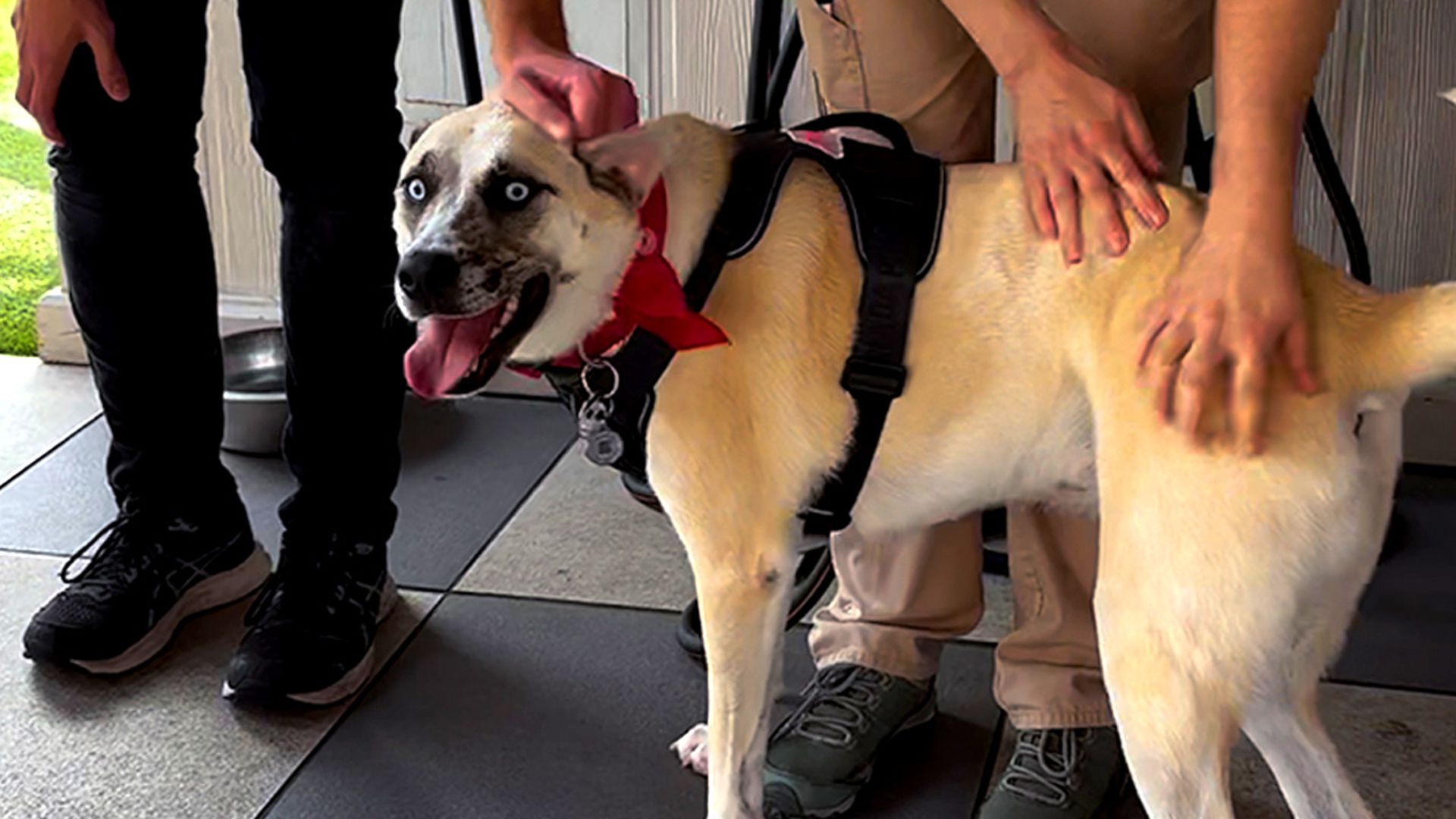 Shelter throws a surprise adoption party for their longest resident