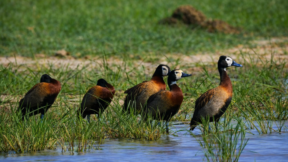 White-faced whistling ducks by the water