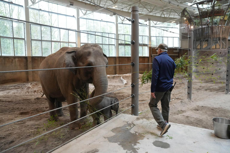 Celebrate Tula-Tu’s first birthday with an elephant-sized Oregon Zoo bash