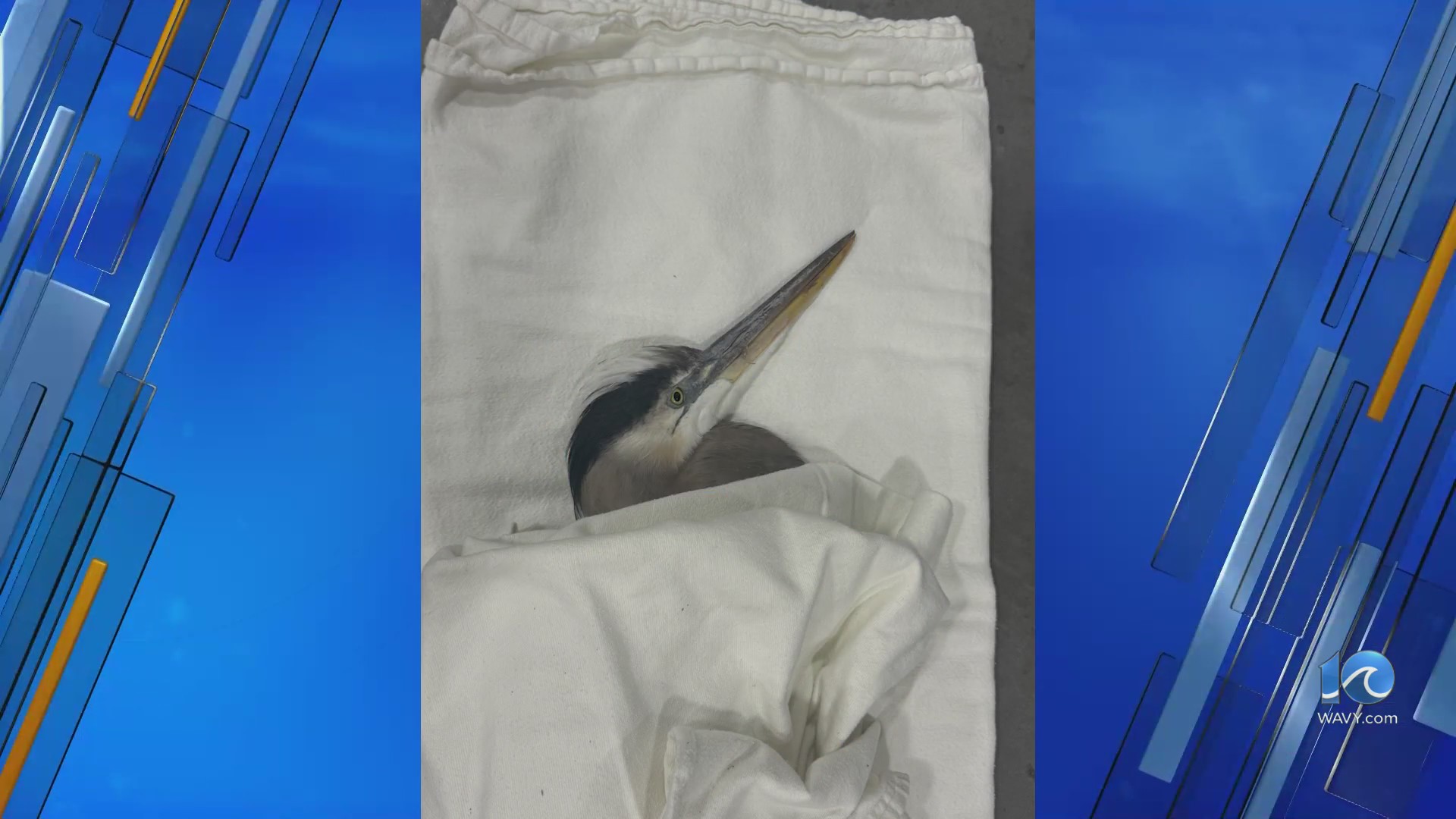 Chesapeake firefighters rescue great blue heron