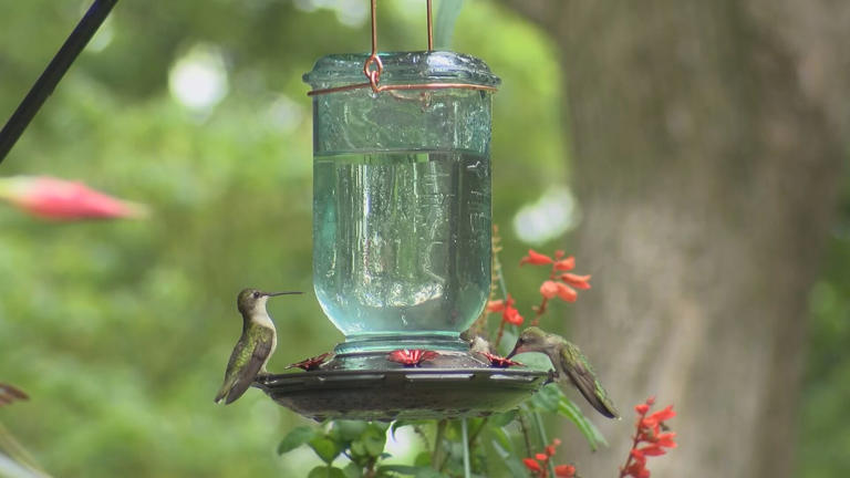 LSU Wildlife Hospital uses CT scans to diagnose tiny hummingbird fractures