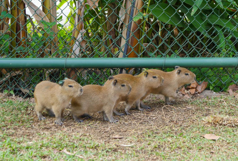 Audubon Zoo welcomes five new baby Capybara
