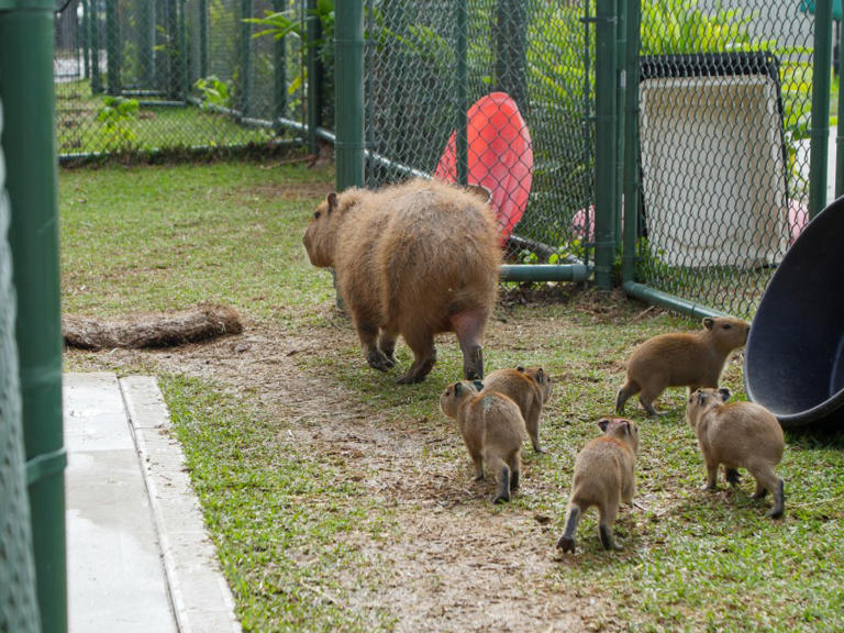 Audubon Zoo welcomes five new baby Capybara