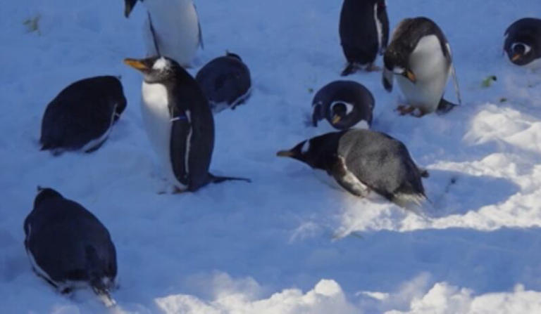 Watch: Wonders of Wildlife penguins enjoy snow day