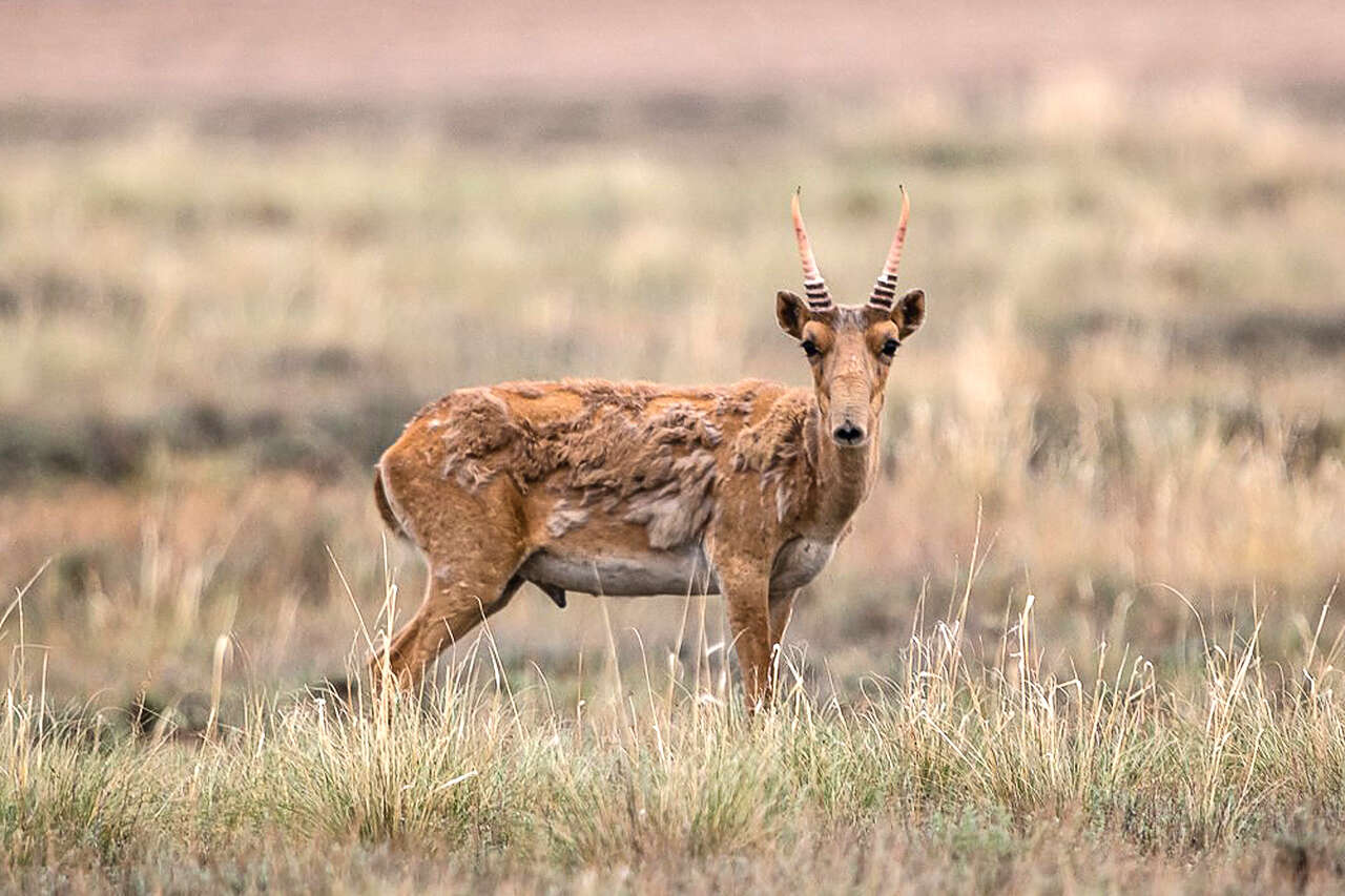 Calif. investigation uncovers underground market for endangered ...