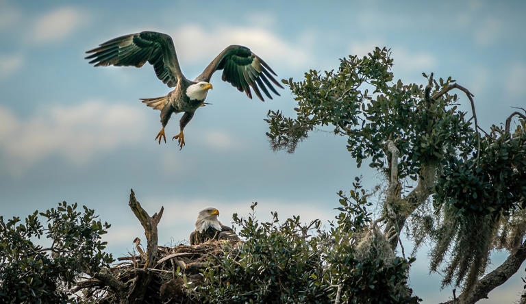 Famous bald eagle pair lays their first eggs of the season
