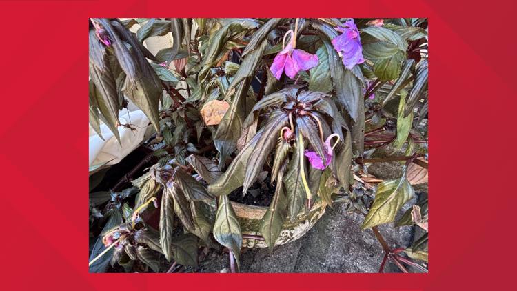 Don't cut back your freeze-damaged plants just yet — take an expert's ...