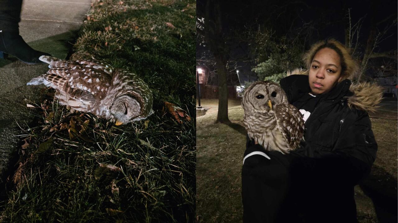 Cincinnati family rescues owl from busy road & freezing temperatures