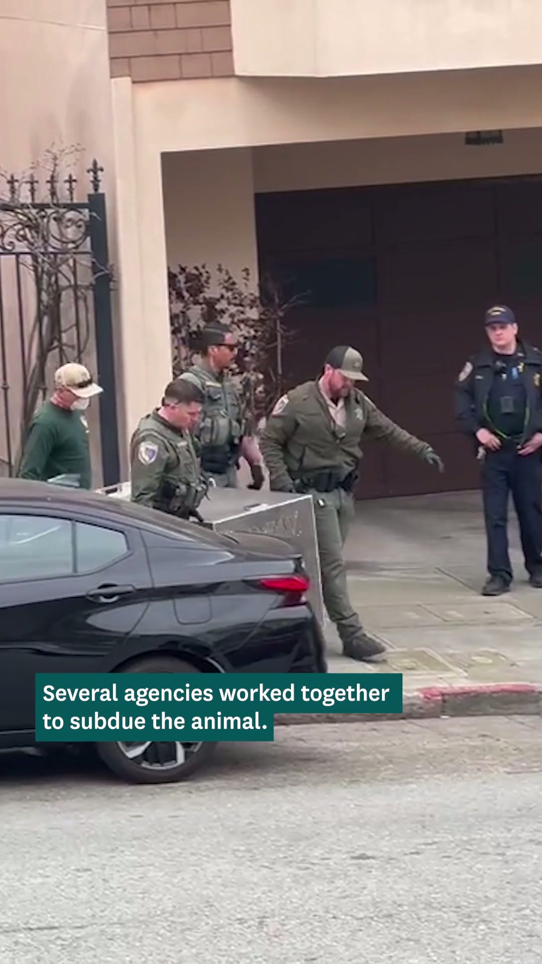 SF mountain lion captured after hours of drama