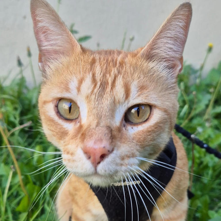 Why young millennials are choosing cats over dogs as their ideal companions