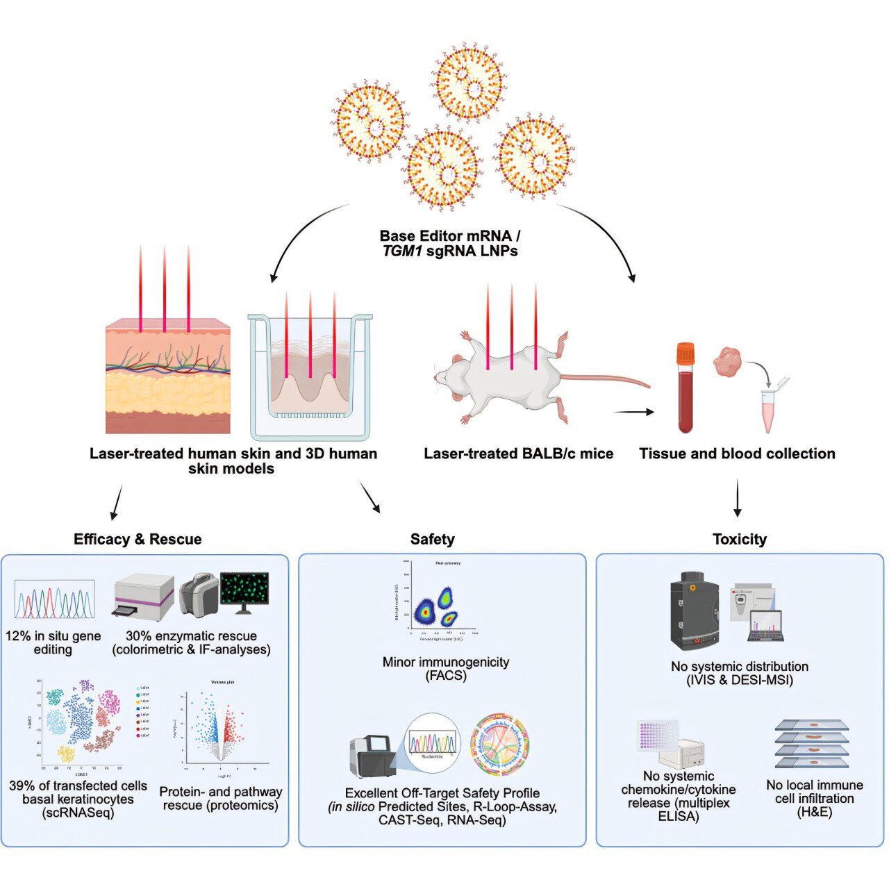 Scientists develop first gene-editing treatment for skin conditions